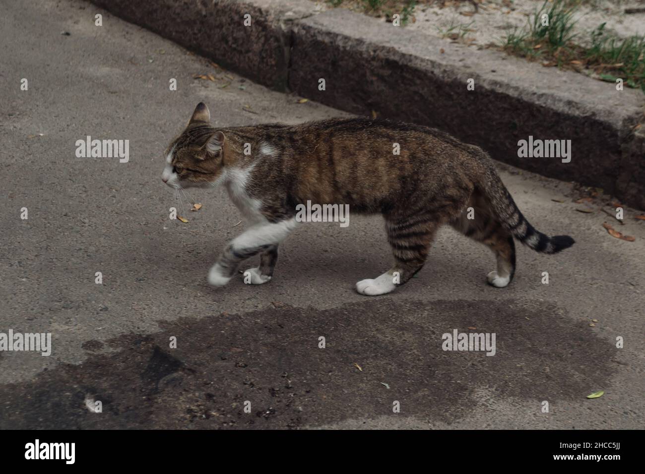 Beautiful cute cat walking in the street Stock Photo - Alamy