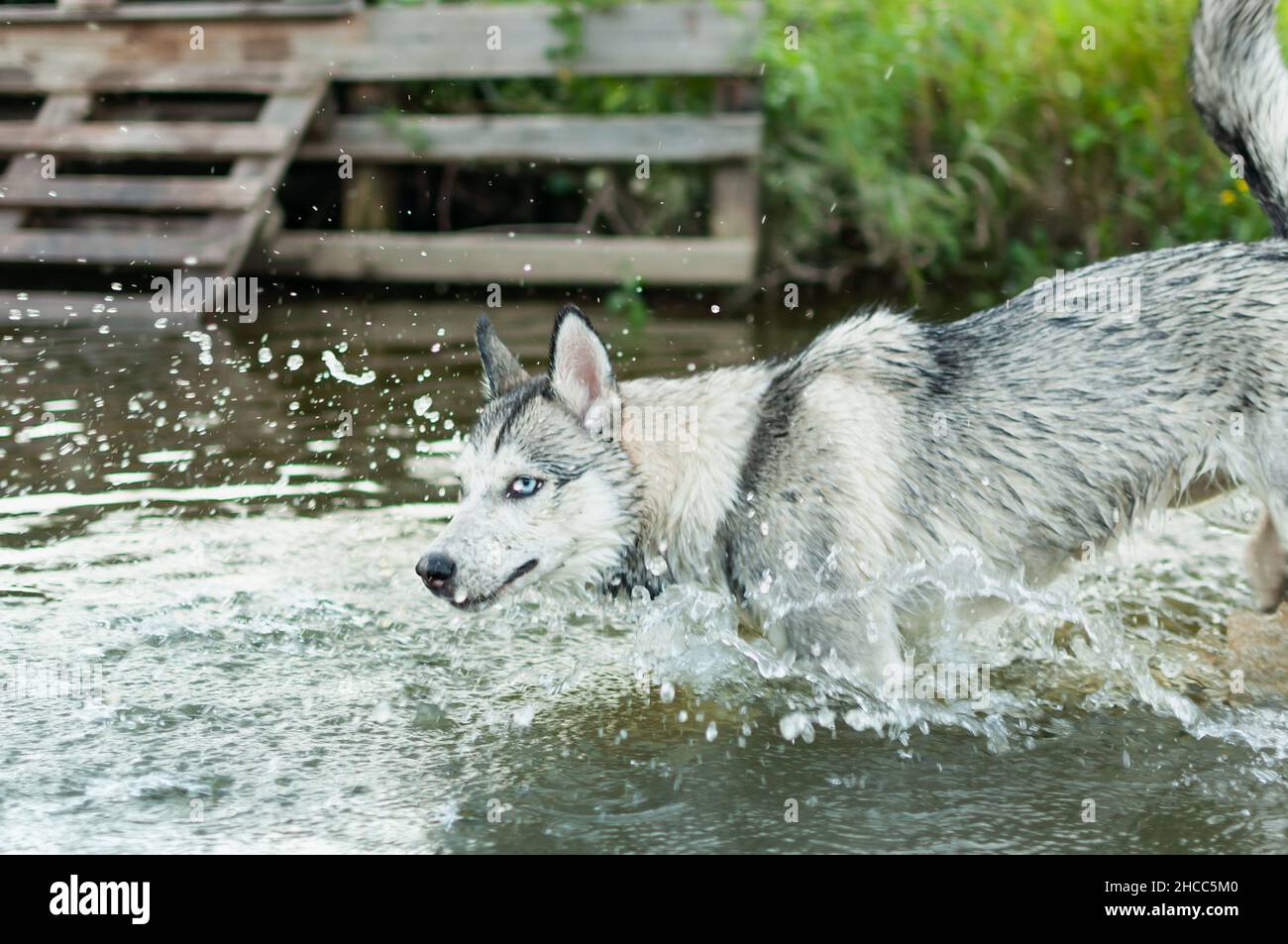 Beautiful cute husky in the water Stock Photo - Alamy