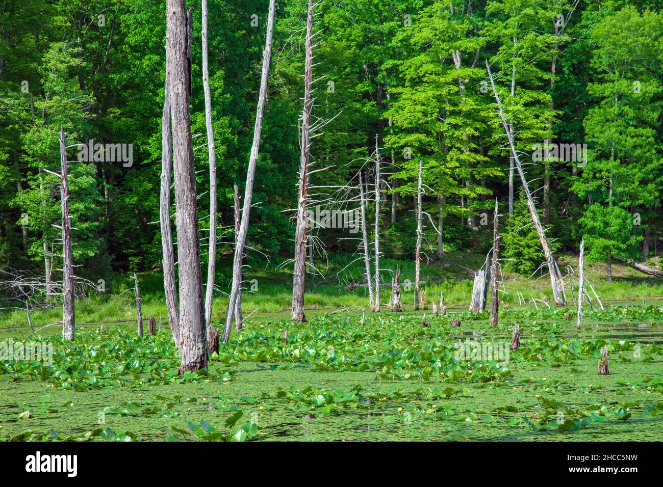 Beavers swamp hi-res stock photography and images - Alamy