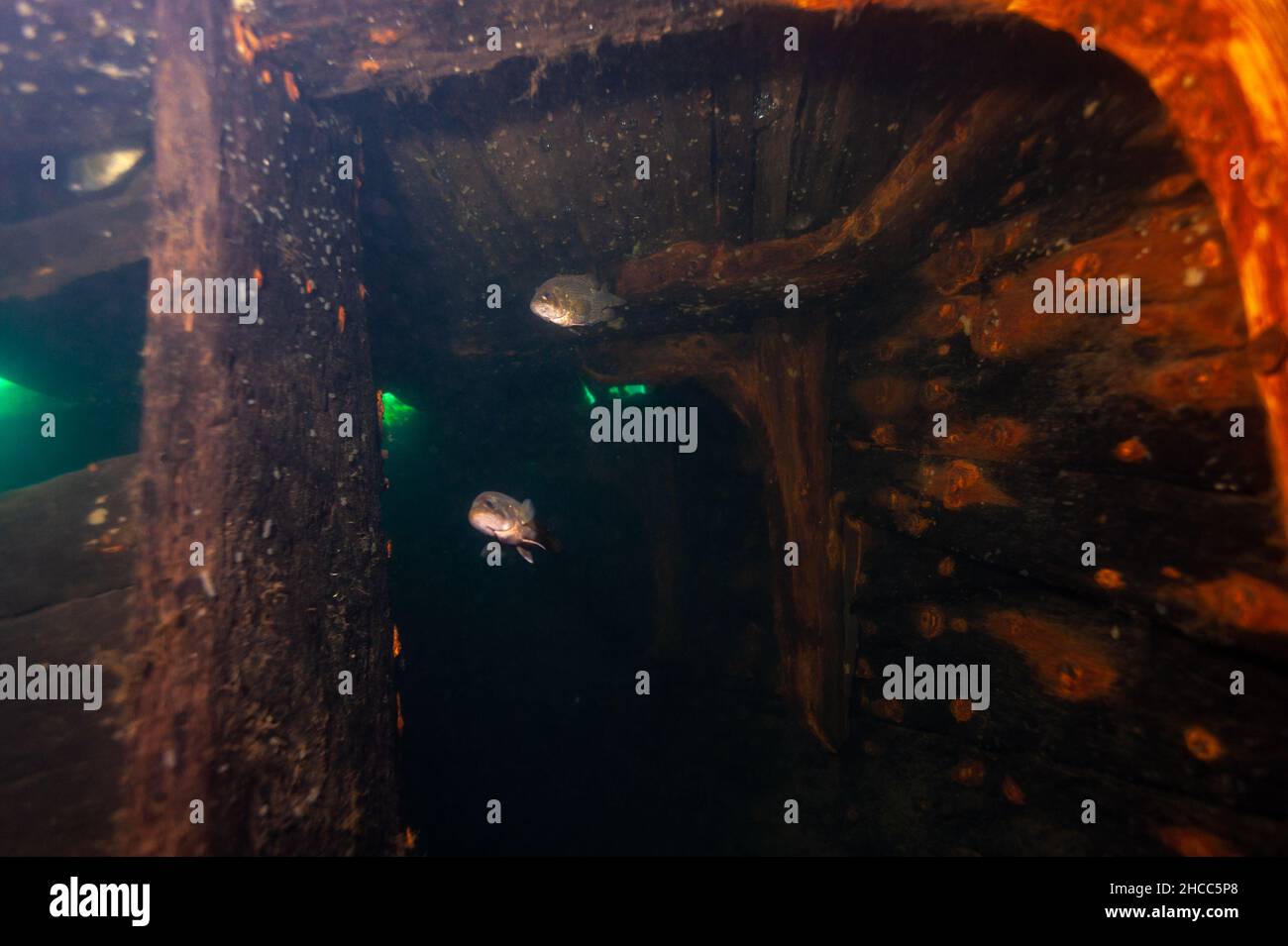 Fish swimming below the deck of a sunken shipwreck Stock Photo - Alamy