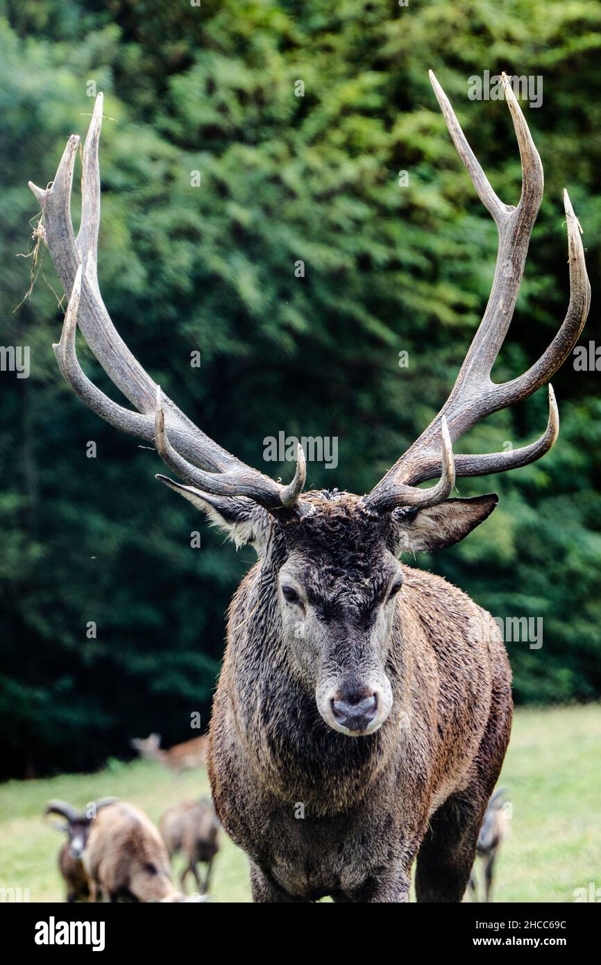 Portrait of a red deer (stag) grazing outdoors Stock Photo - Alamy