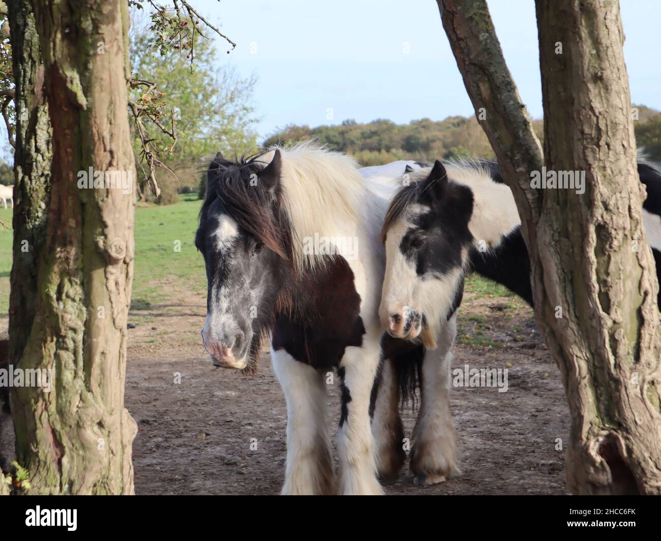 Two old piebald horses framed between two trees Stock Photo - Alamy