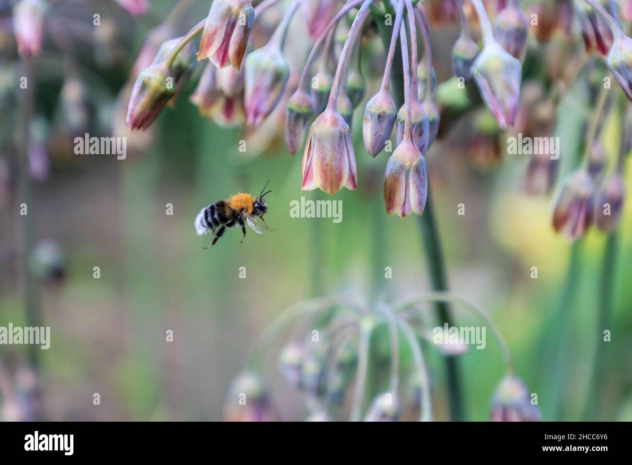 A Tree bumblebee (Bombus hypnorum) flying to an Allium (Nectaroscordum ...