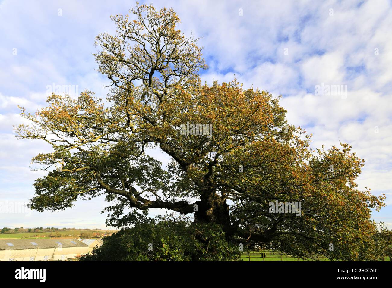 Bowthorpe oak bourne hi-res stock photography and images - Alamy
