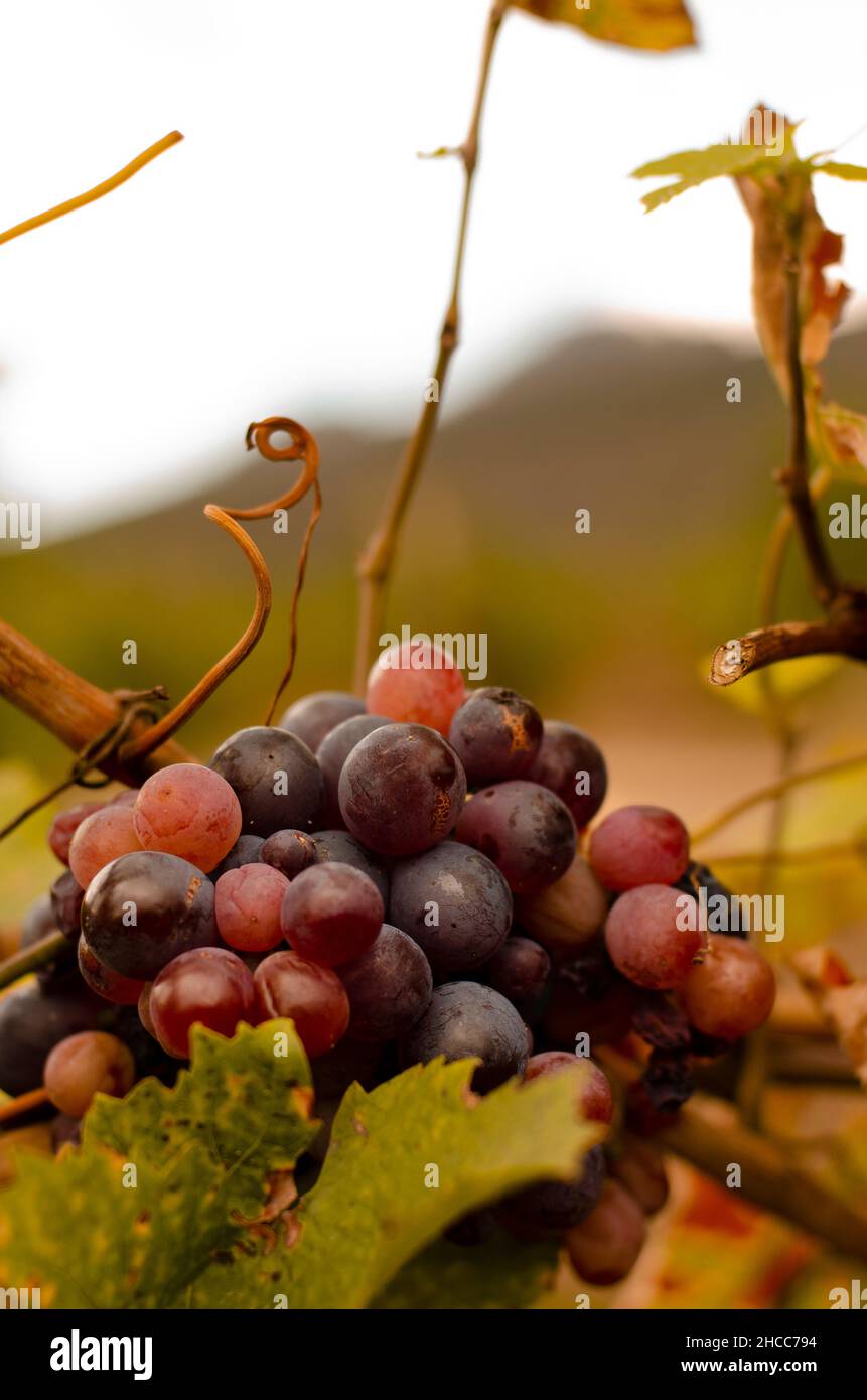 Blue grape cluster on vine closeup photo Stock Photo - Alamy