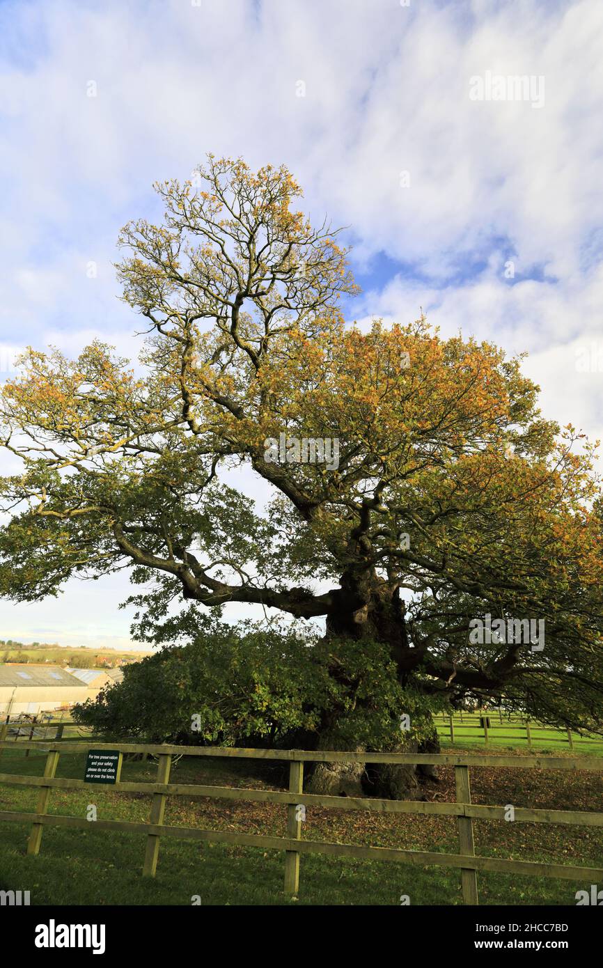The Bowthorpe Oak tree near Manthorpe village, Lincolnshire, England ...