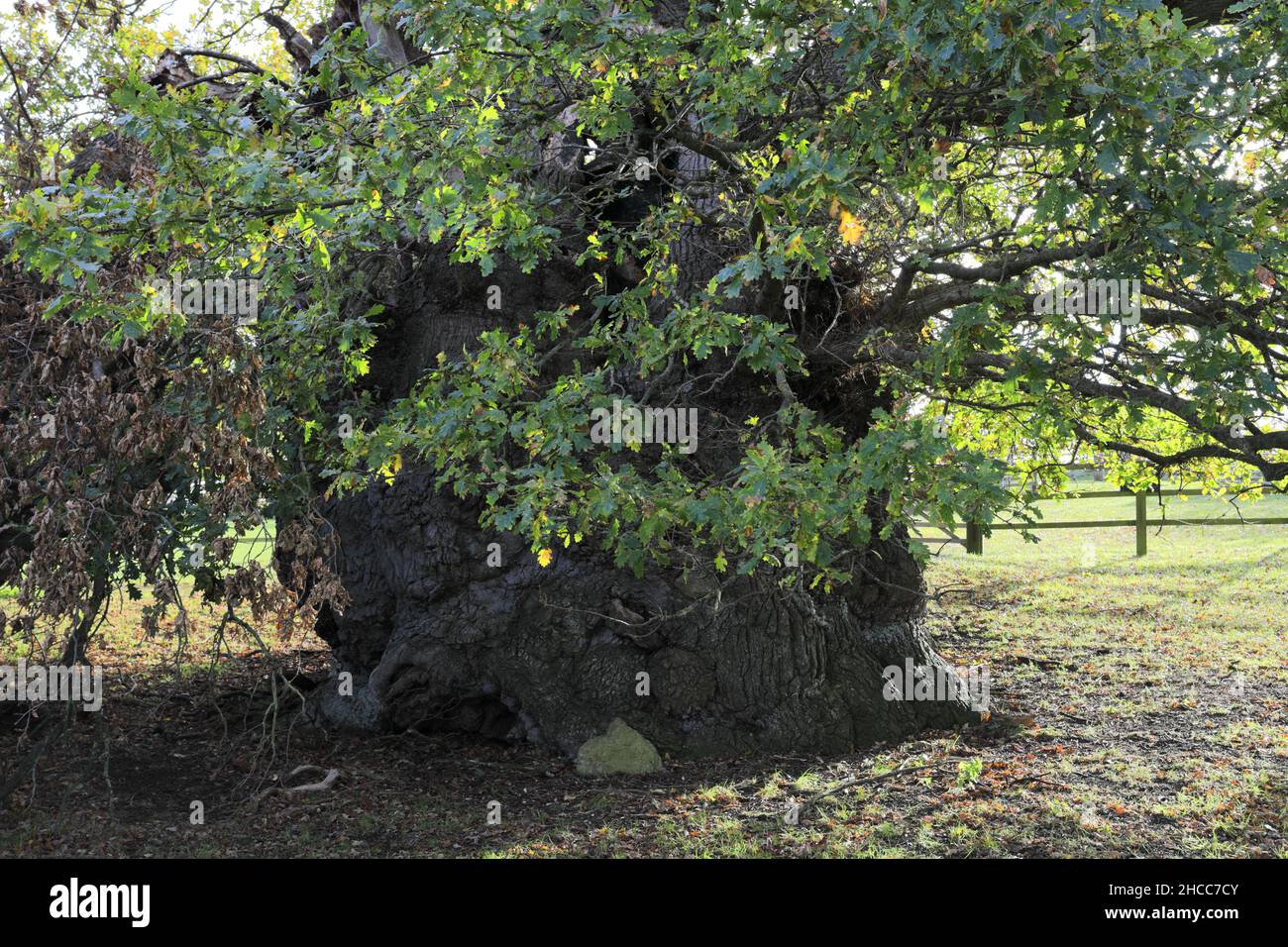 The Bowthorpe Oak tree near Manthorpe village, Lincolnshire, England ...