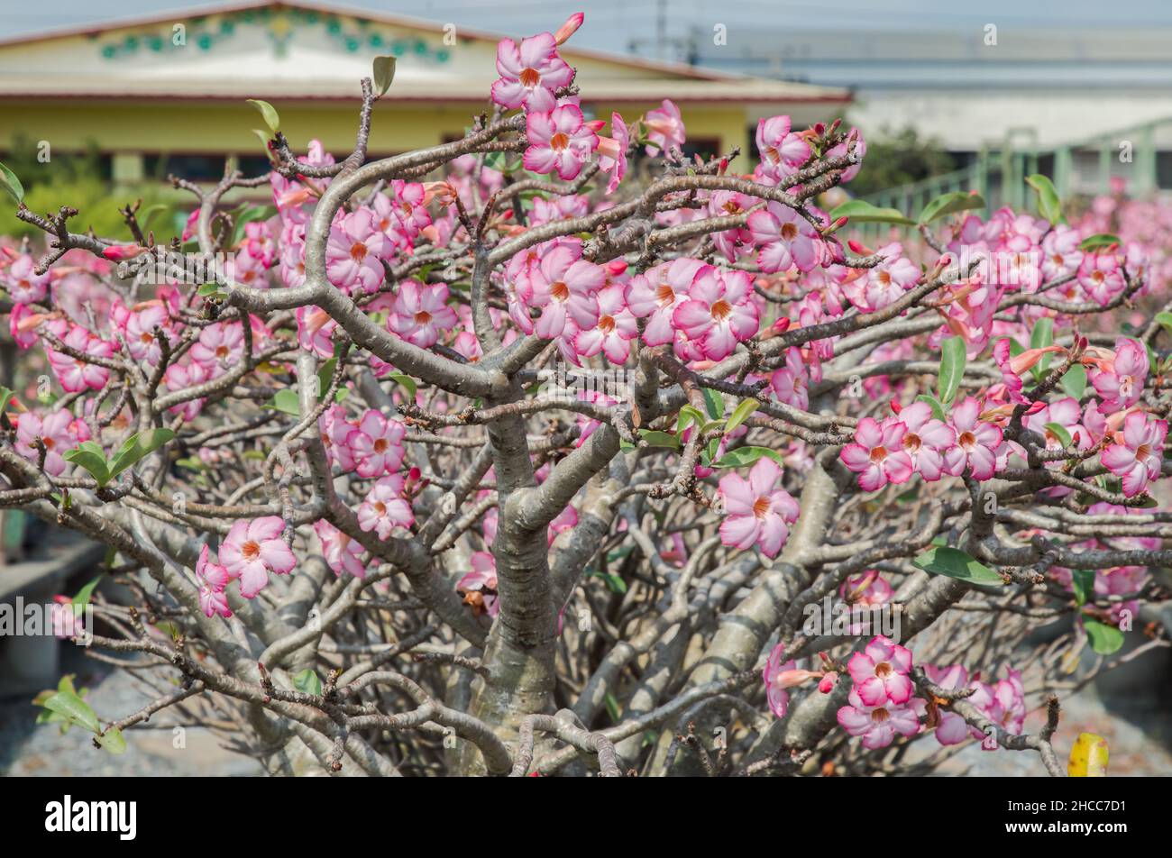 Close-up of The Amazing Adenium arabicum Plant. Pot plant of pink ...