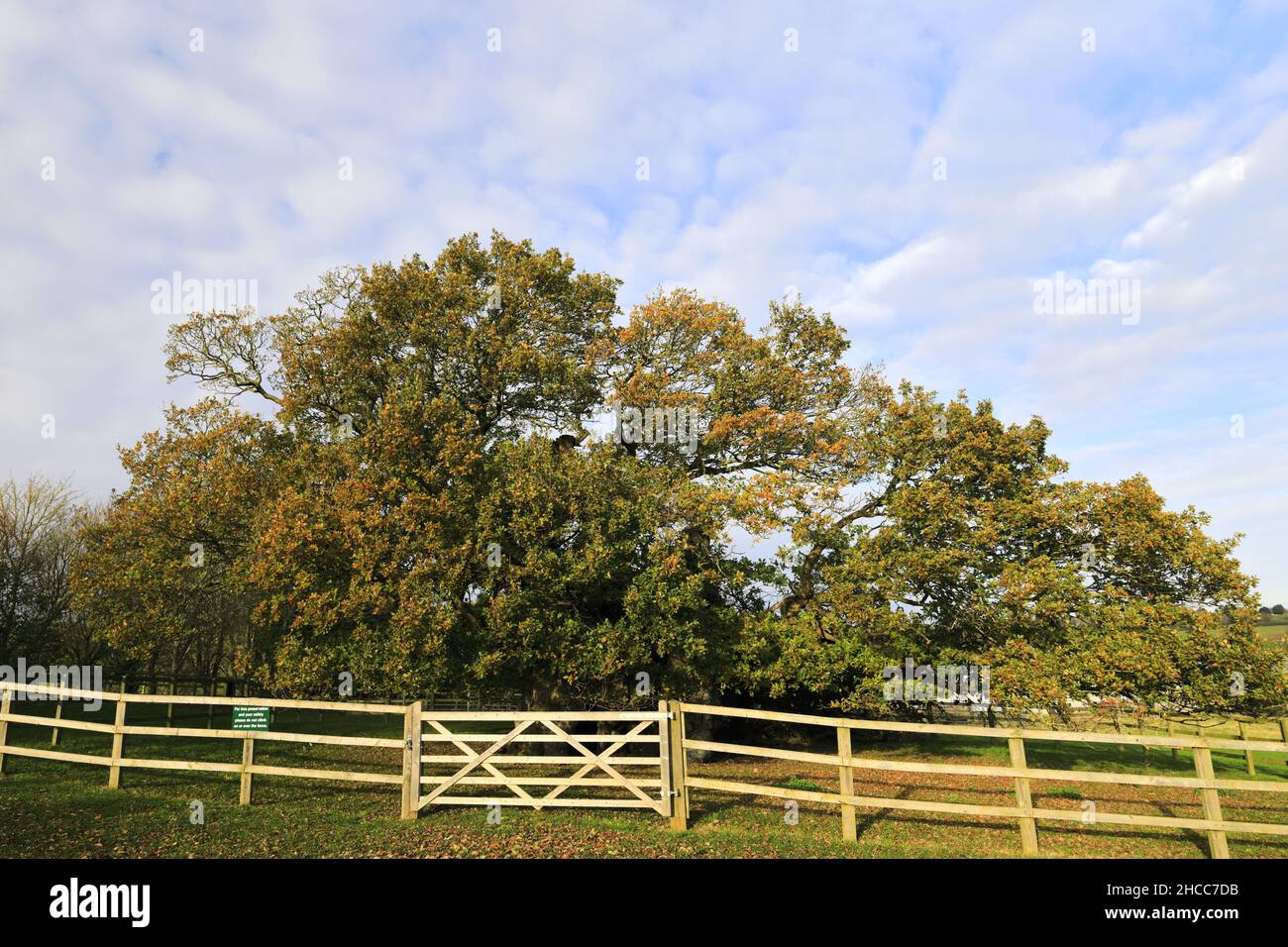 The Bowthorpe Oak tree near Manthorpe village, Lincolnshire, England ...