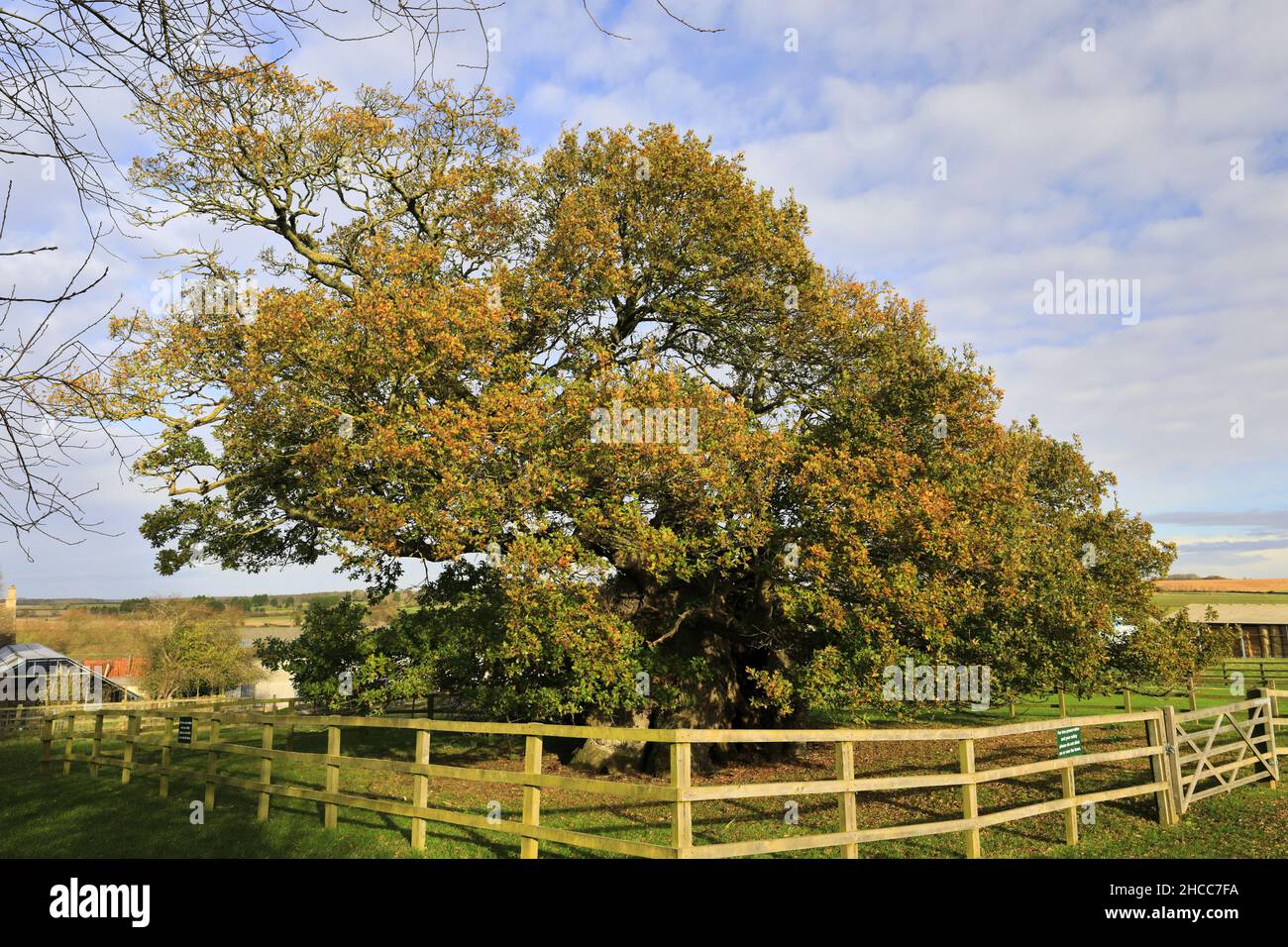 The Bowthorpe Oak tree near Manthorpe village, Lincolnshire, England ...