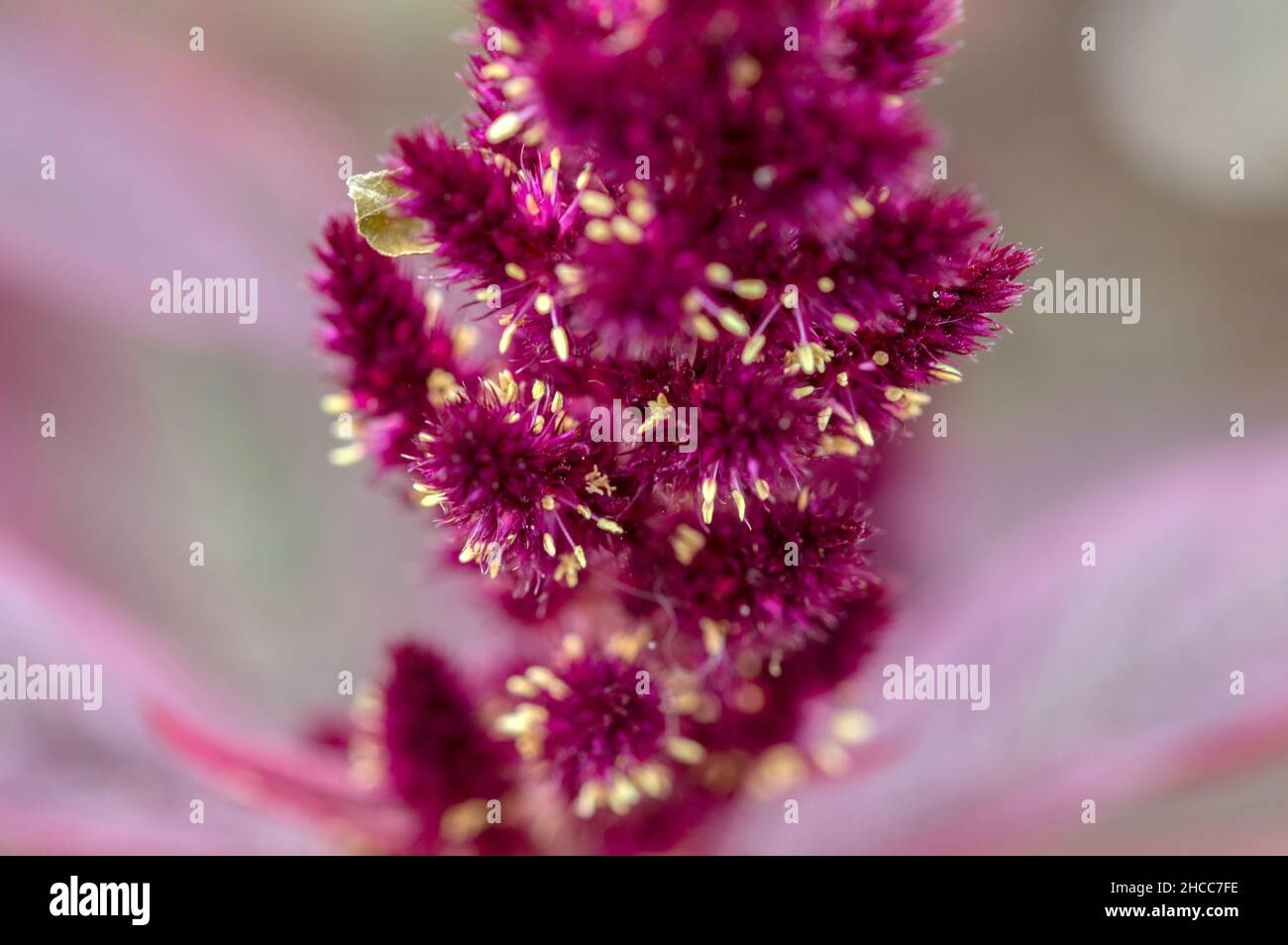 Close Up Amaranth Plant At Muiden The Netherlands 31-8-2021 Stock Photo ...