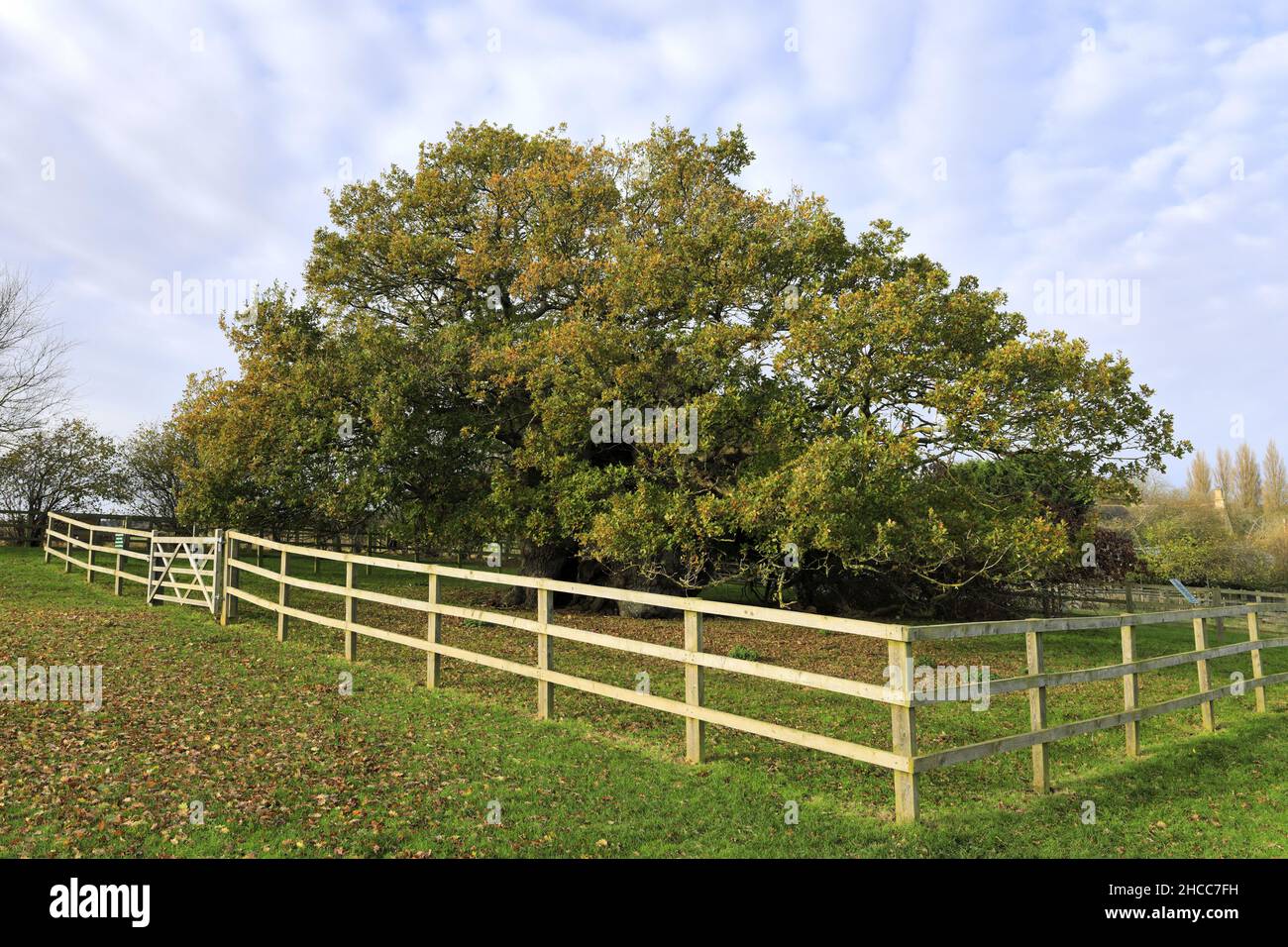 The Bowthorpe Oak tree near Manthorpe village, Lincolnshire, England ...