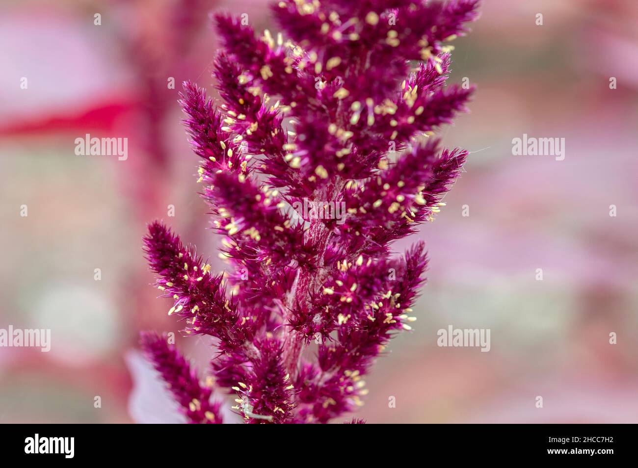 Close Up Amaranth Plant At Muiden The Netherlands 31-8-2021 Stock Photo ...