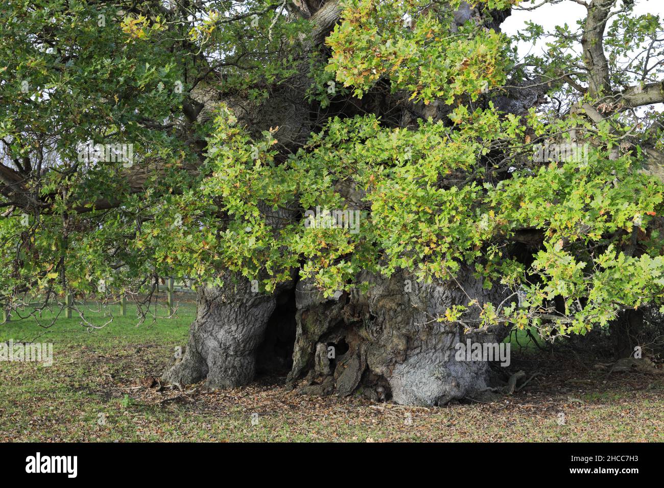 The Bowthorpe Oak tree near Manthorpe village, Lincolnshire, England ...