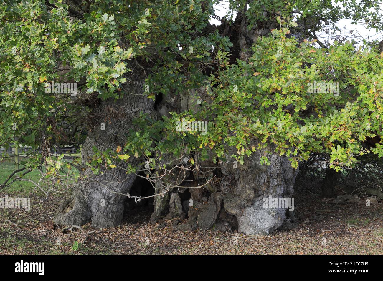 The Bowthorpe Oak tree near Manthorpe village, Lincolnshire, England ...