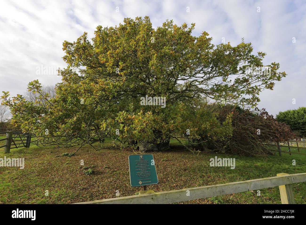 The Bowthorpe Oak tree near Manthorpe village, Lincolnshire, England ...