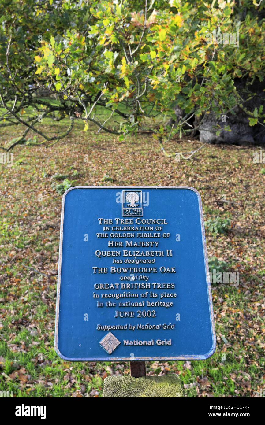 The Bowthorpe Oak tree near Manthorpe village, Lincolnshire, England ...