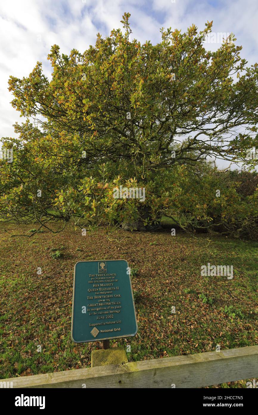 The Bowthorpe Oak tree near Manthorpe village, Lincolnshire, England ...