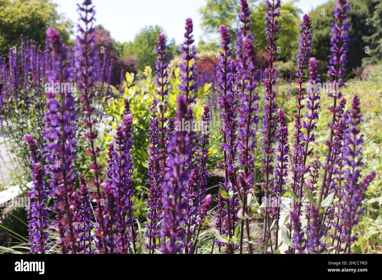 Woodland sage salvia nemorosa hi-res stock photography and images - Alamy