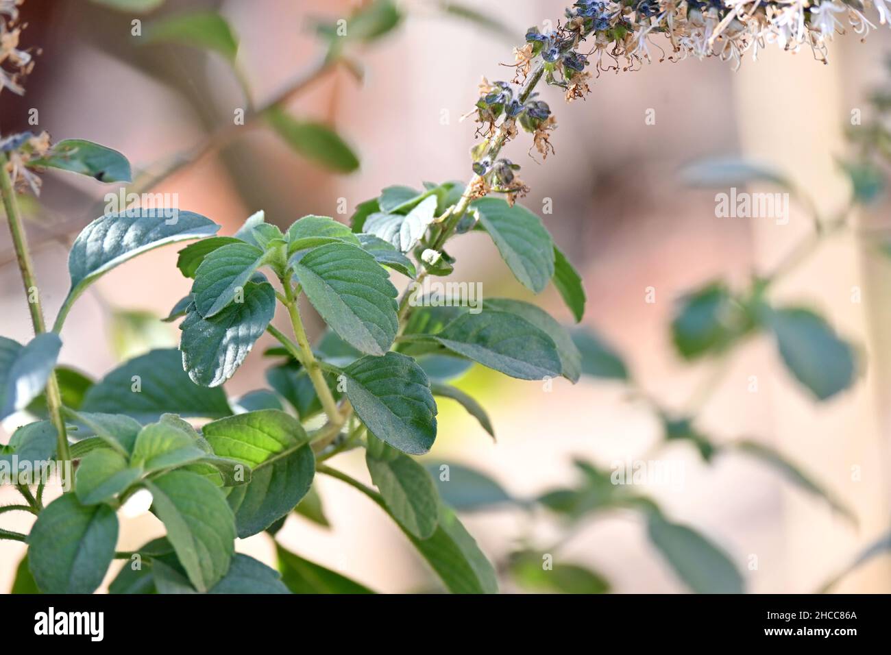 closeup the green ripe basil medicinal plant leaves and branch over out ...