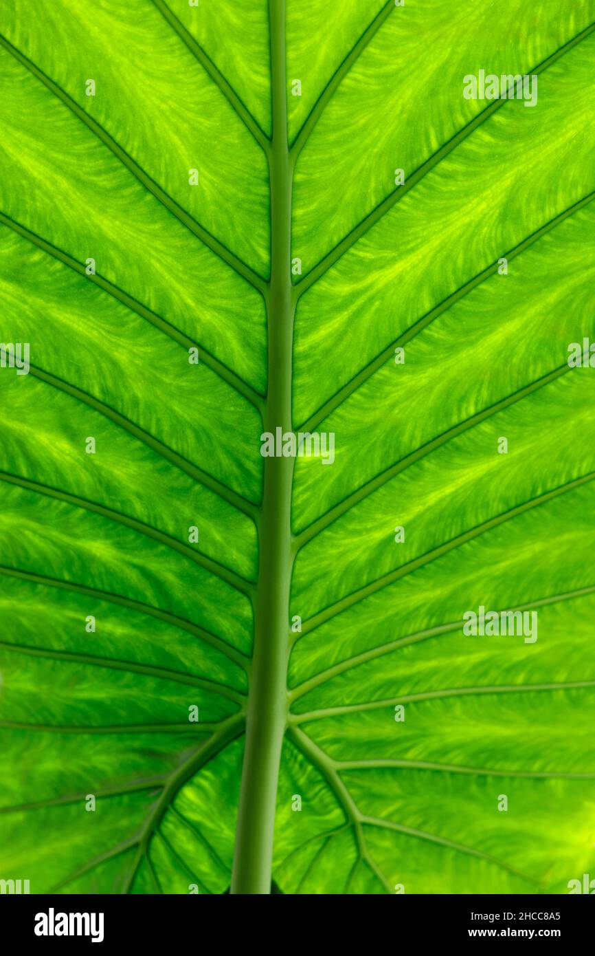 Elephant Ears is the common name for a group of tropical perennial ...