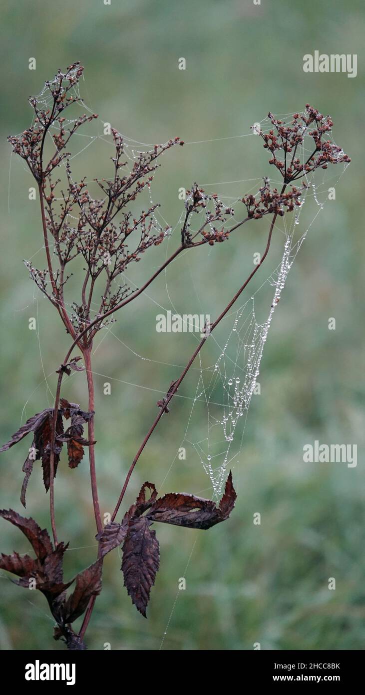 Cobwebs on plants in green hi-res stock photography and images - Alamy