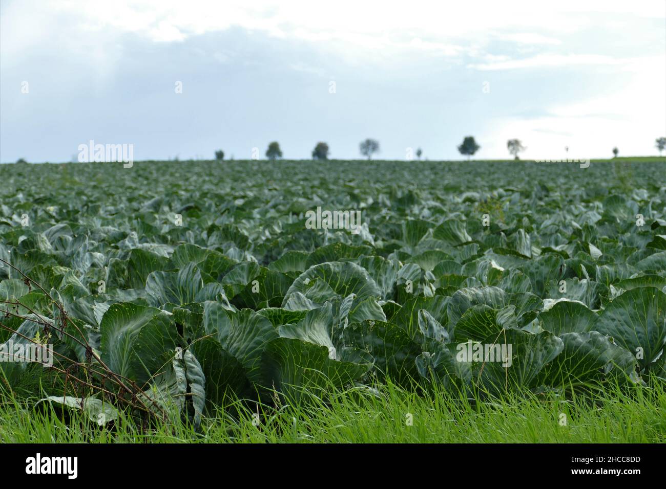 Savoy cabbage row hi-res stock photography and images - Alamy