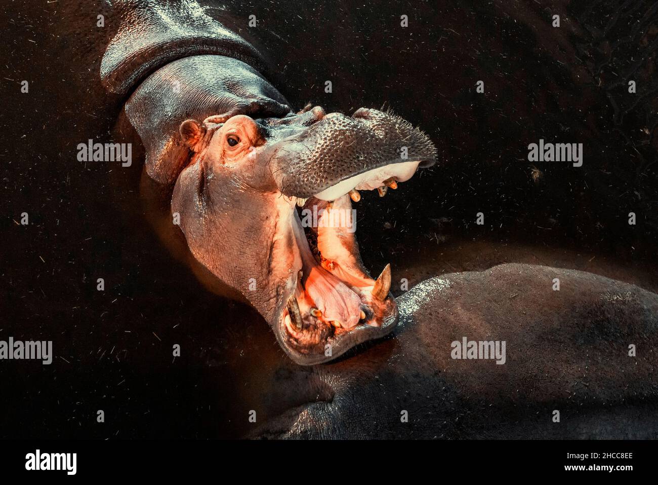 Big angry ferocious hippo roaring with open mouth Stock Photo - Alamy