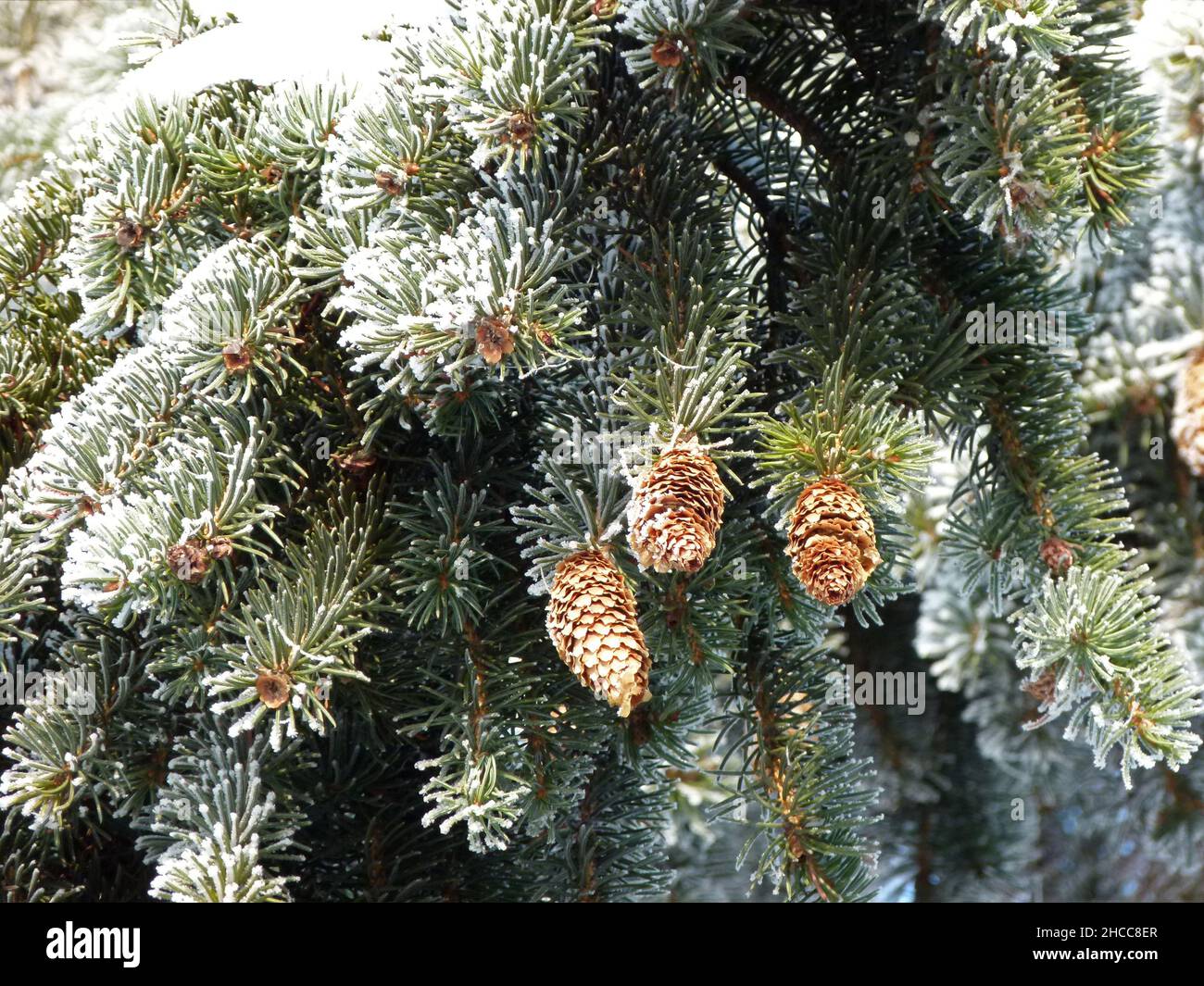 Blue spruce twigs cones hi-res stock photography and images - Alamy