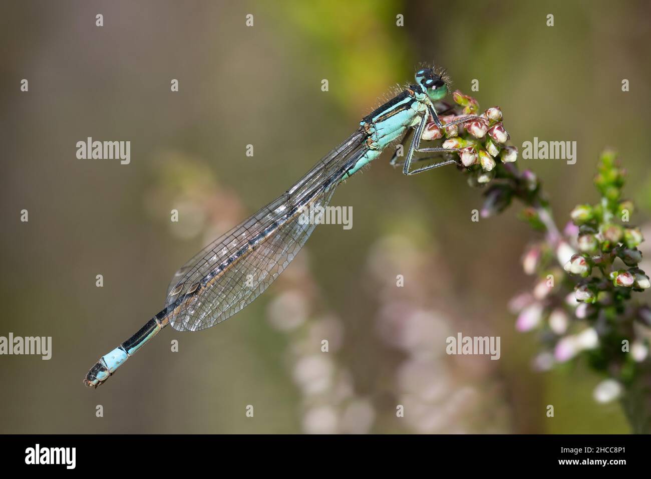 Blue-Tailed Damselfly perching on Heather with diffused pink bokeh in ...
