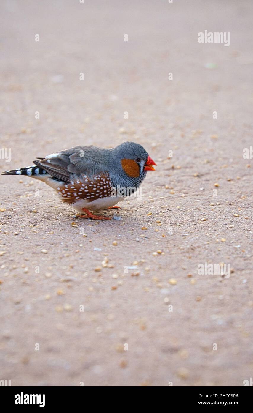 zebra finch on the ground foraging for food. Its colorful plumage and ...