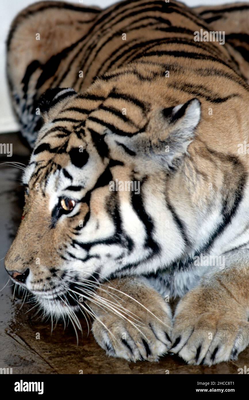 Tiger in indoor enclosure waiting for medical checks. Panthera tigris ...