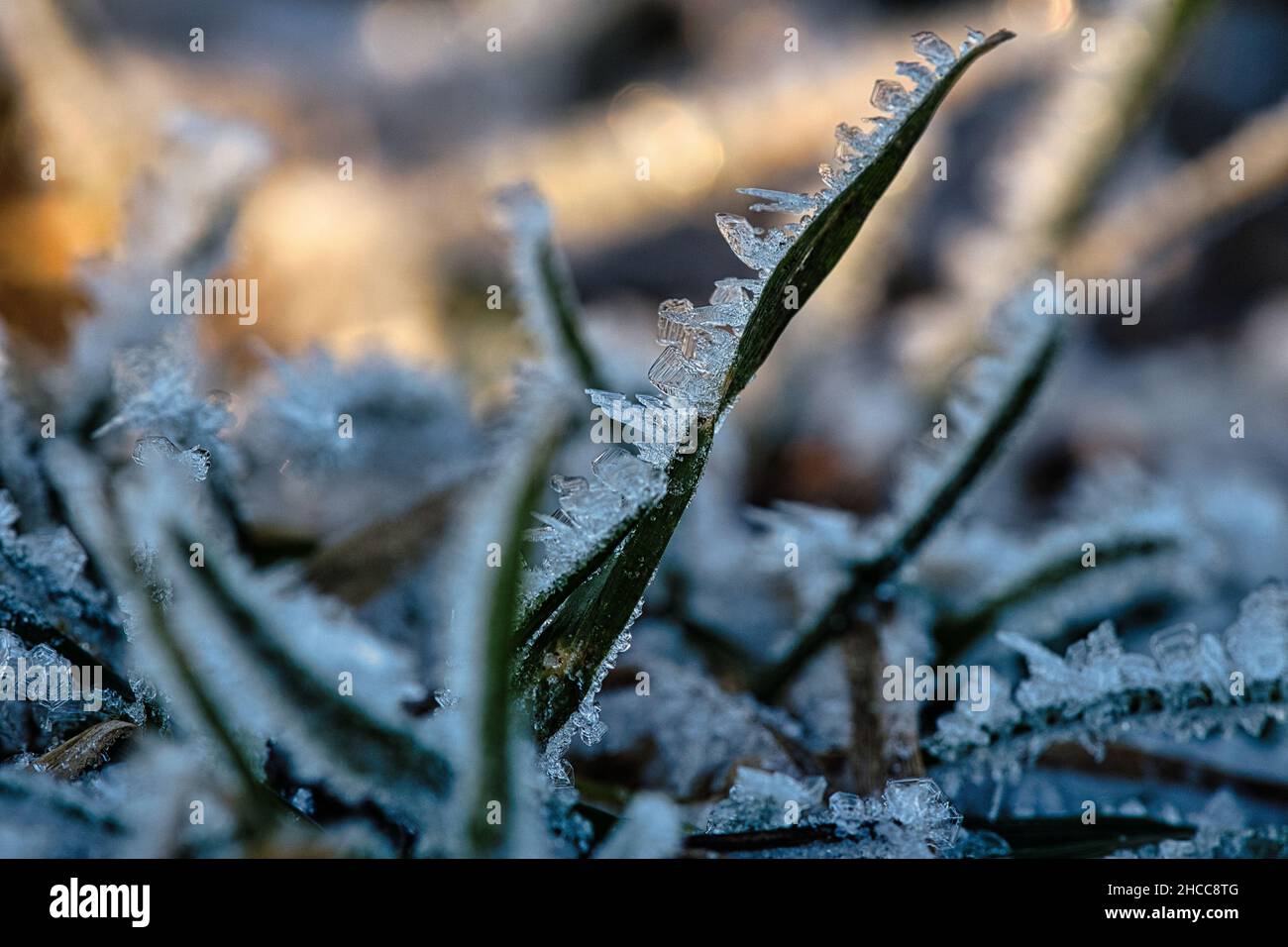 Ice crystals formed on blades of grass and froze in all directions ...