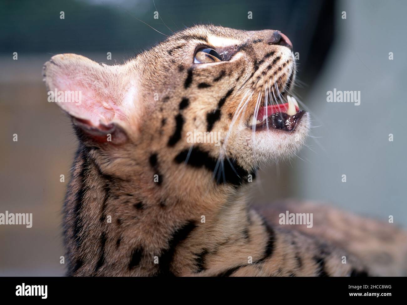 Geoffroy's cat (leopardus geoffroy) in forest surroundings Stock Photo ...