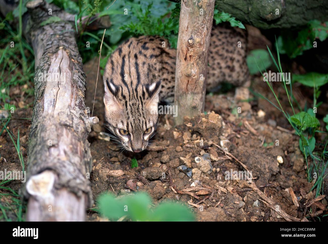Geoffroy's cat (leopardus geoffroy) in forest surroundings Stock Photo ...