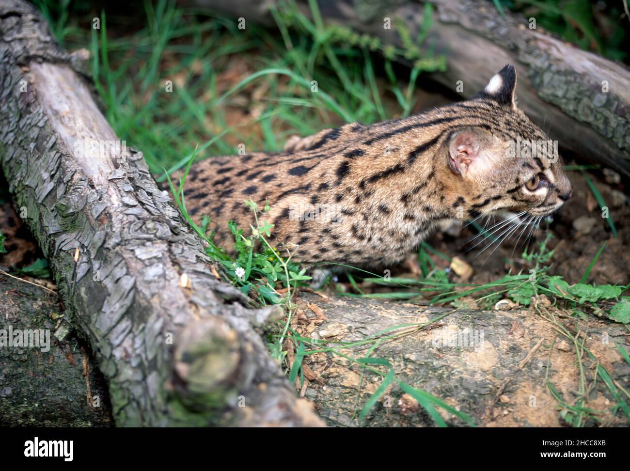 Geoffroy's cat (leopardus geoffroy) in forest surroundings Stock Photo ...