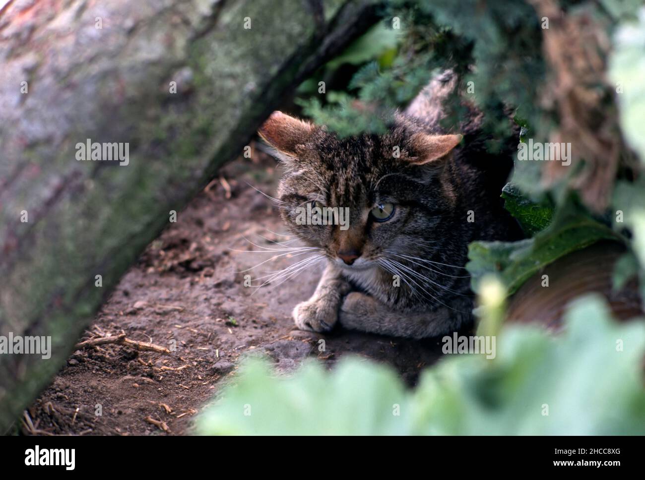 Scottish Wildcat (felis silvestris silvestris) hiding under tree Stock ...