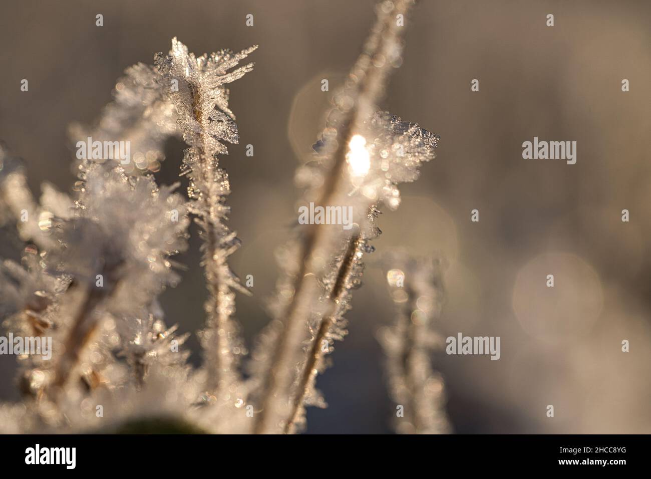 Ice crystals that have formed on blades of grass. In the light of the ...