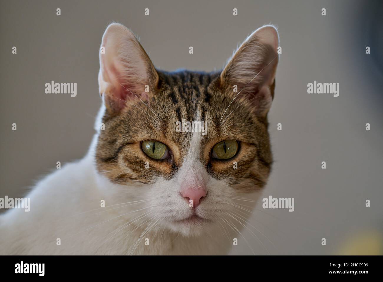 Looking and staring hi-res stock photography and images - Alamy