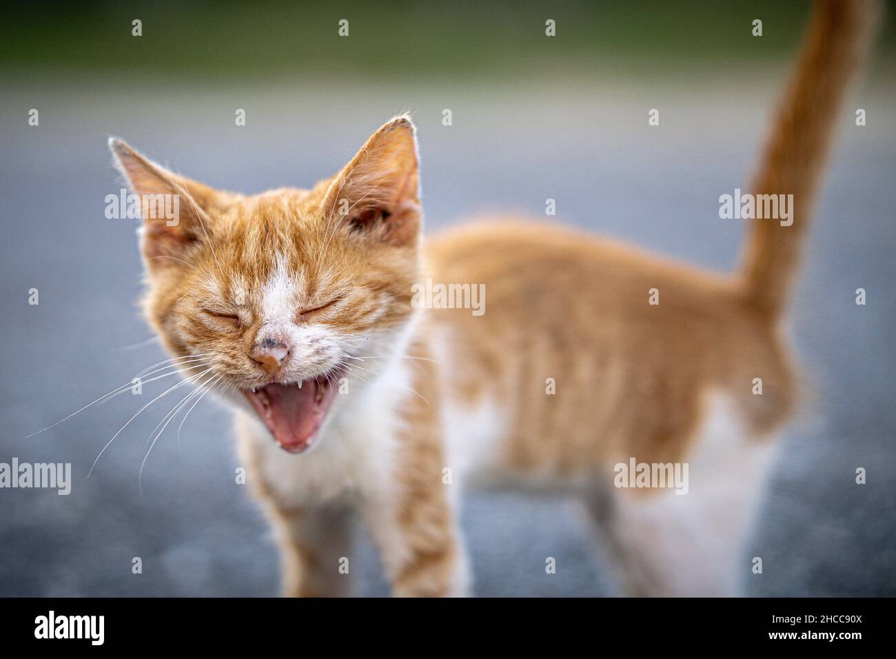 Selective focus shot of a funny ginger cat yawning Stock Photo - Alamy