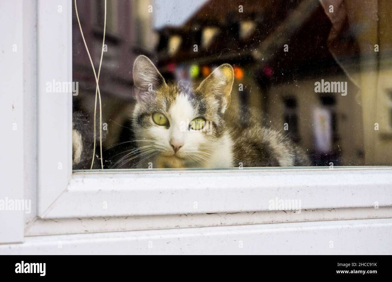 Curious shorthair cat with expressive green eyes looking out the window ...