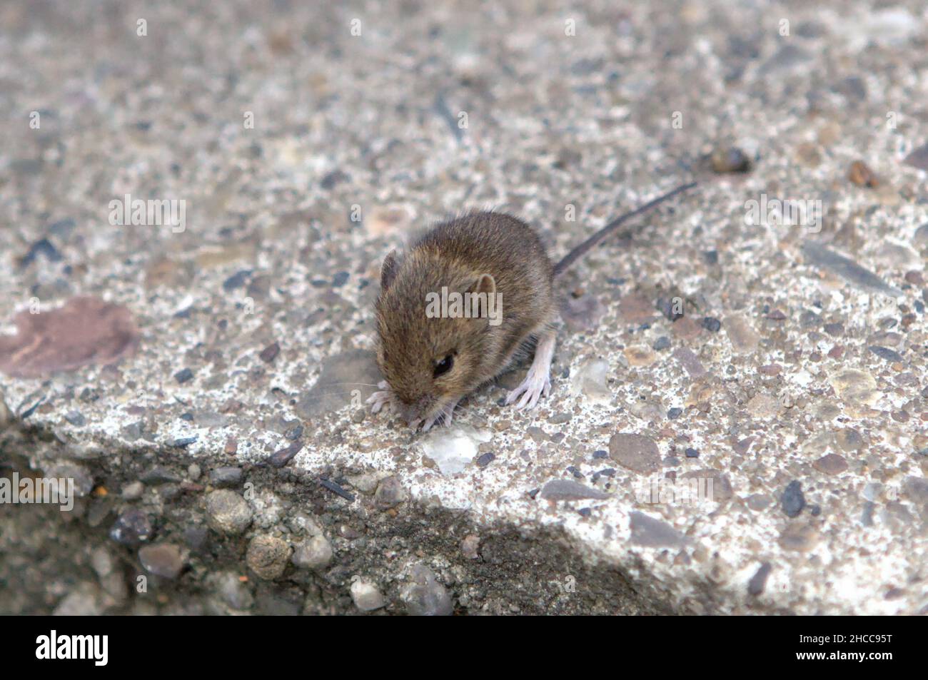 Hairy ground hi-res stock photography and images - Alamy