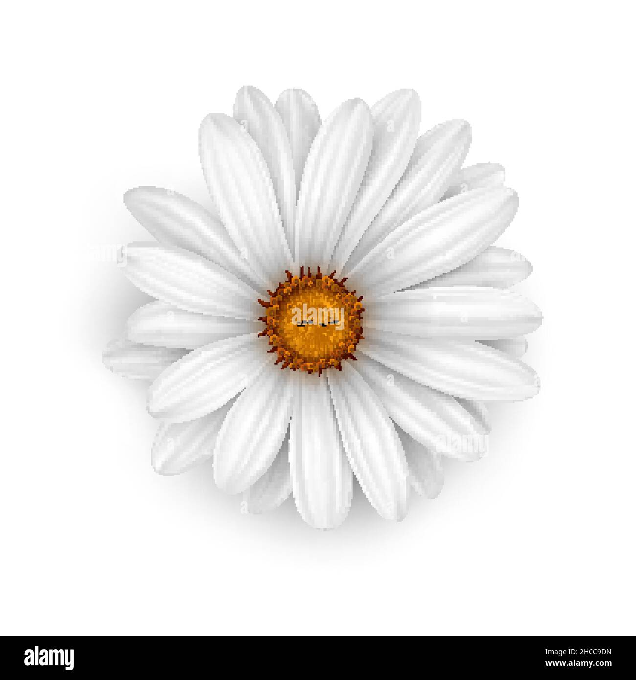 camomile flower vector Stock Vector Image & Art - Alamy