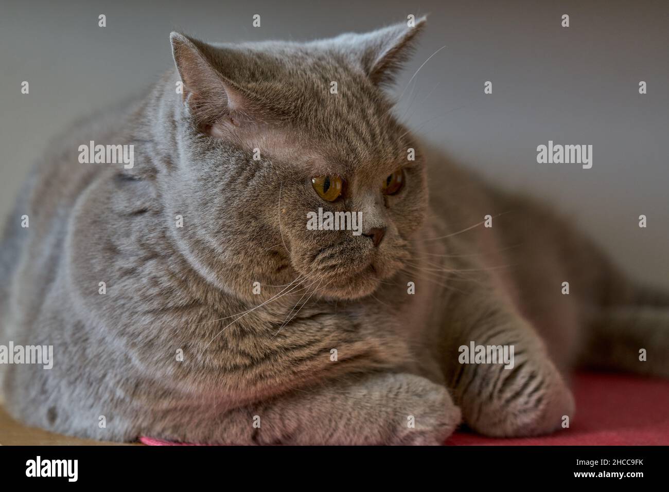 British lilac shorthair Cat tomcat looking to the side Stock Photo - Alamy