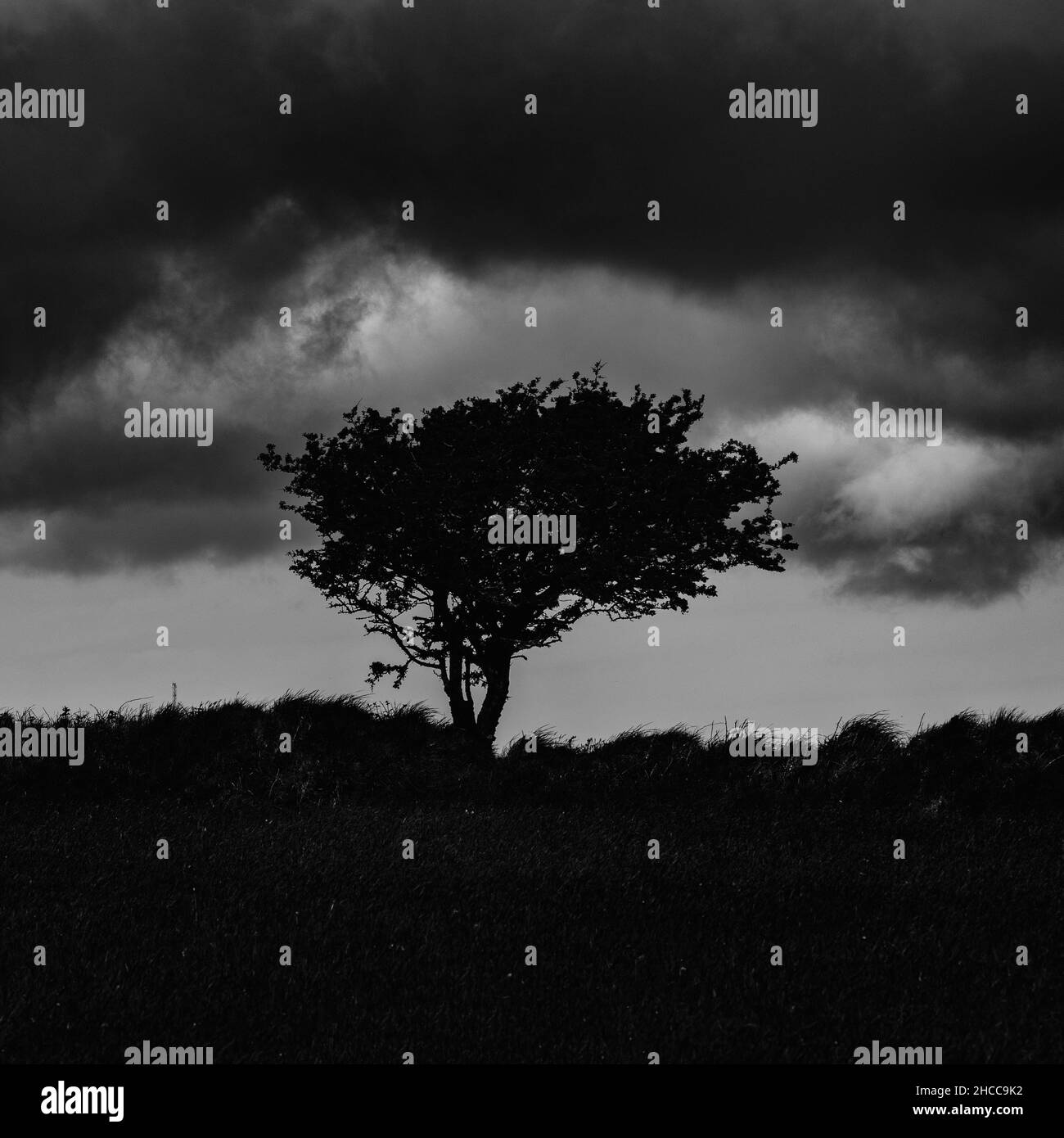 A lone, windswept tree silhouetted against grassland and a moody ...
