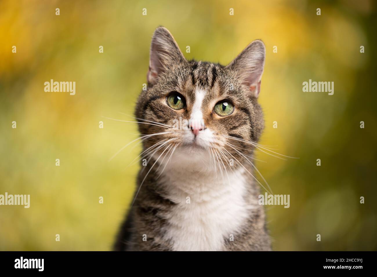 beautiful old tabby white cat portrait looking at camera on autumn ...