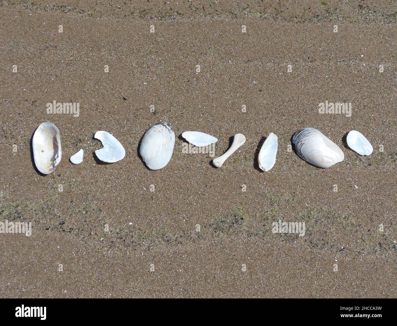 Top view of seashells on the sandy beach Stock Photo - Alamy