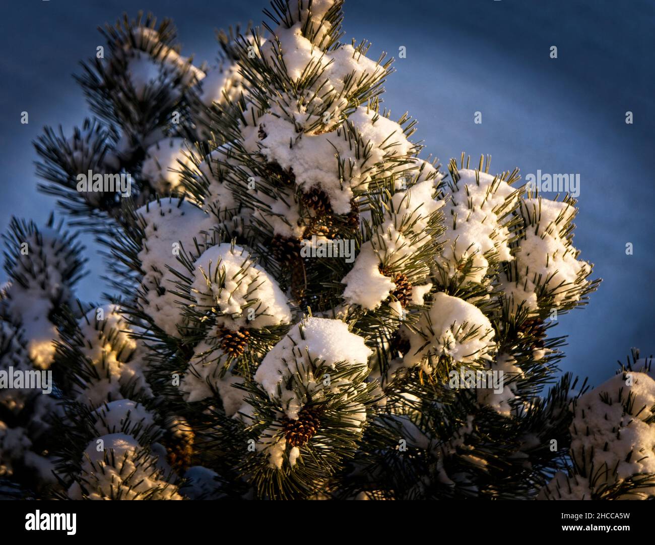 Cone bushes hi-res stock photography and images - Alamy
