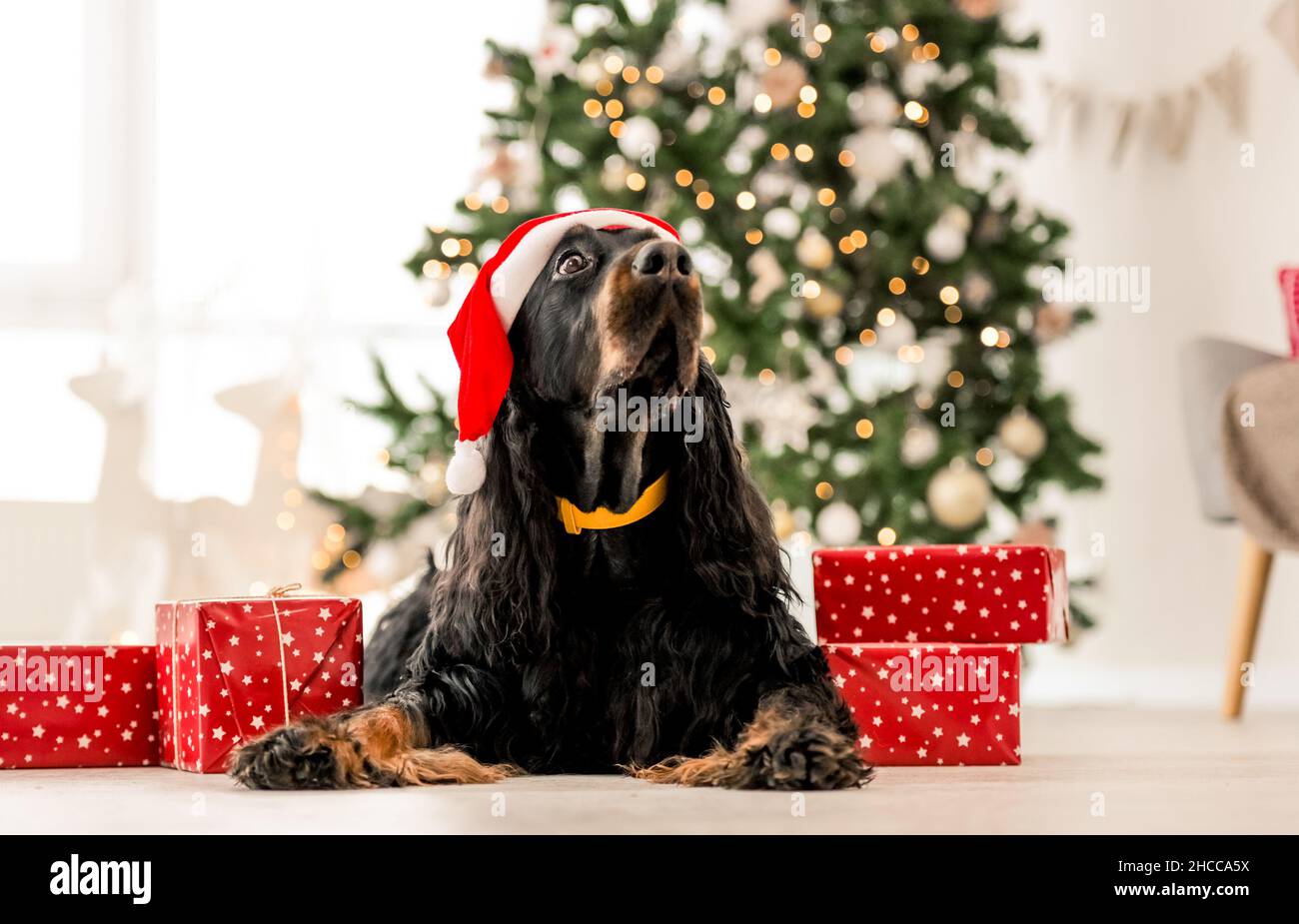 Gordon setter dog wearing Santa hat in Christmas time with gifts at ...
