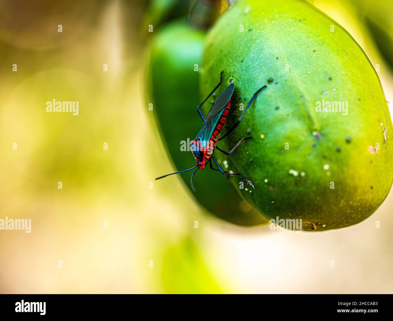 blue-winged red insect on cajamanga fruit, blurred selective focus ...